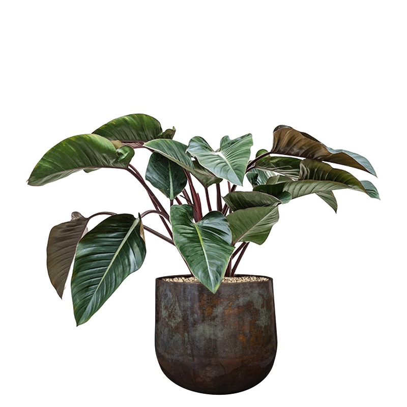 Philodendron 'Red Beauty' 115 cm | Hallo Beplanting